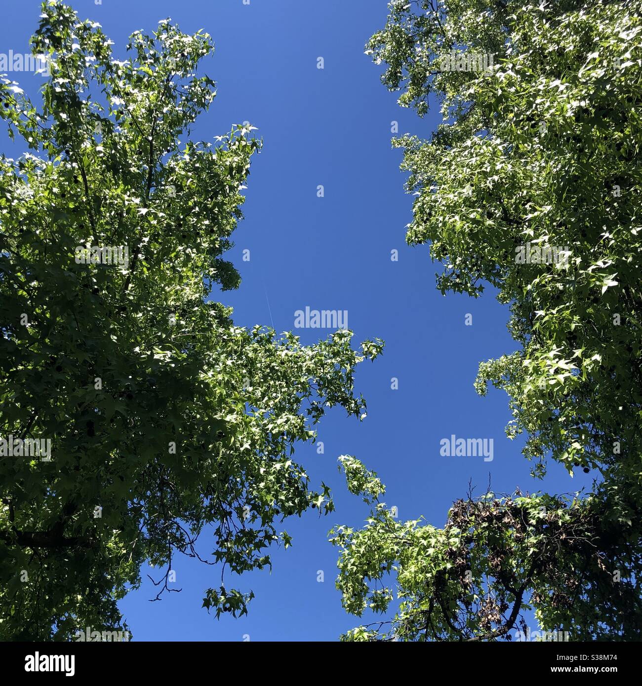 Blue sky through trees hi-res stock photography and images - Alamy