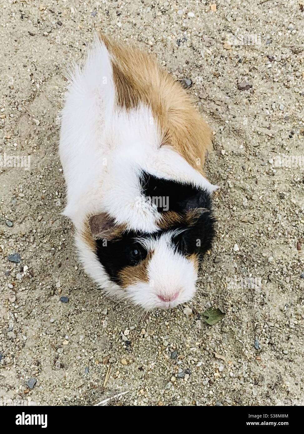 Tri Colour High Resolution Stock Photography and Images - Alamy