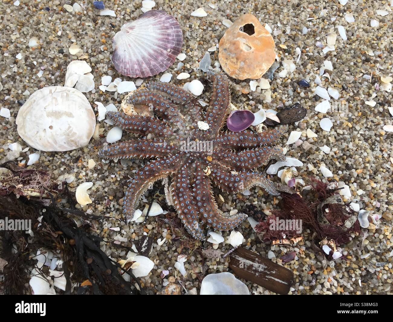 Starfish tentacles hi-res stock photography and images - Alamy