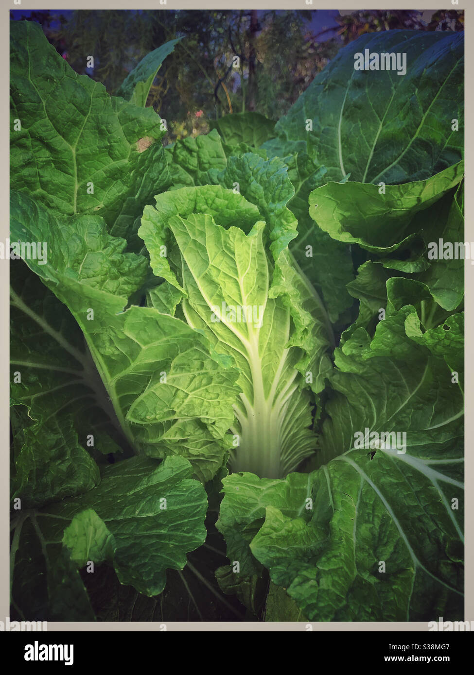 Chinese cabbage plant Stock Photo - Alamy