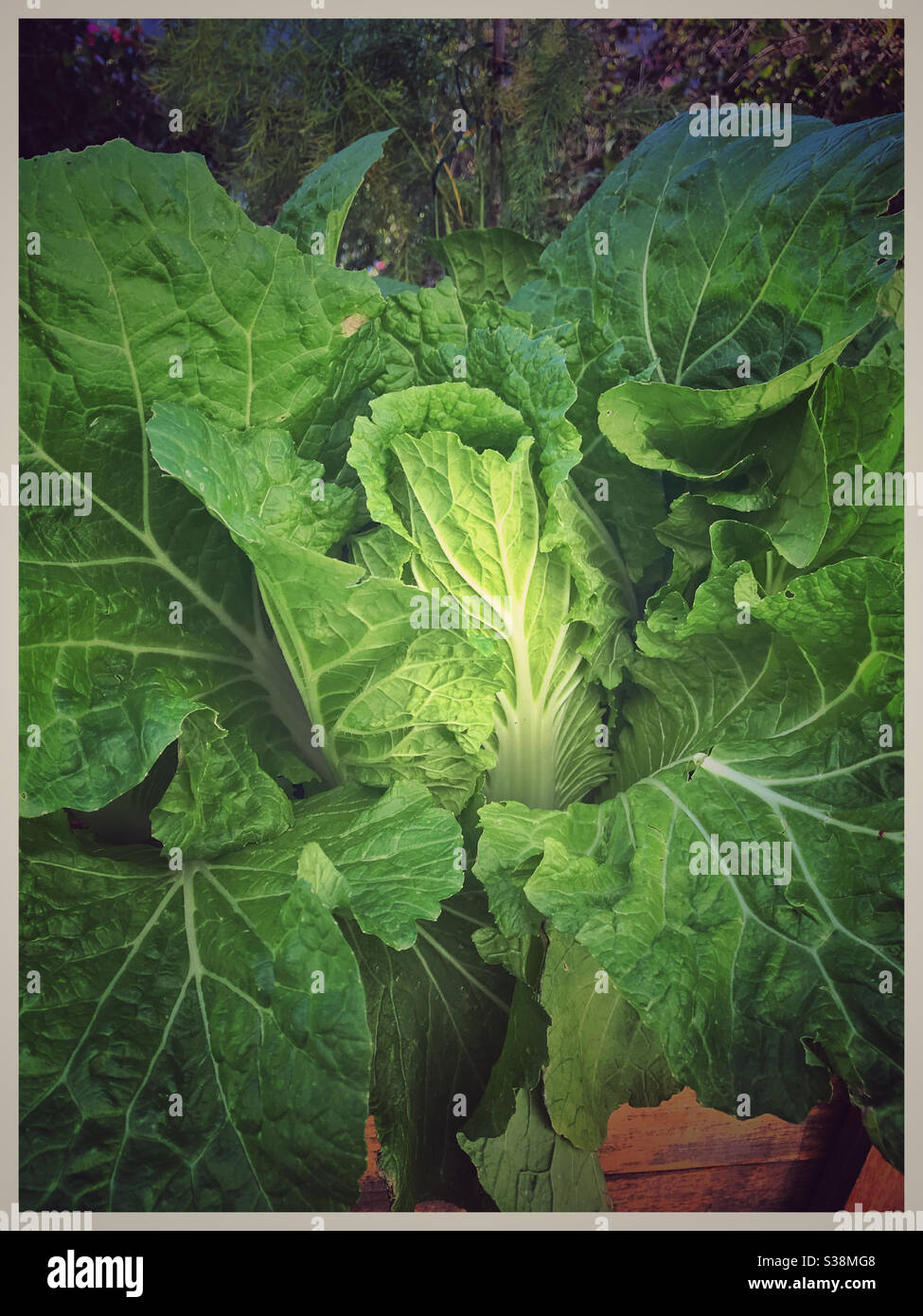 Chinese cabbage plant Stock Photo - Alamy