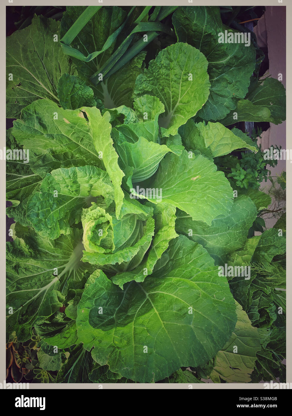Chinese cabbage plant Stock Photo - Alamy