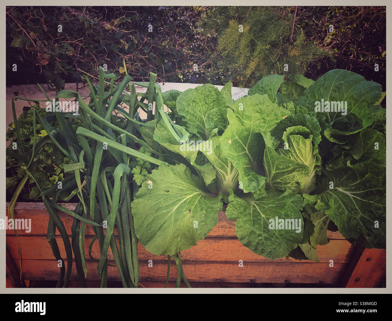 Chinese cabbage plant in vegetable planter box Stock Photo - Alamy