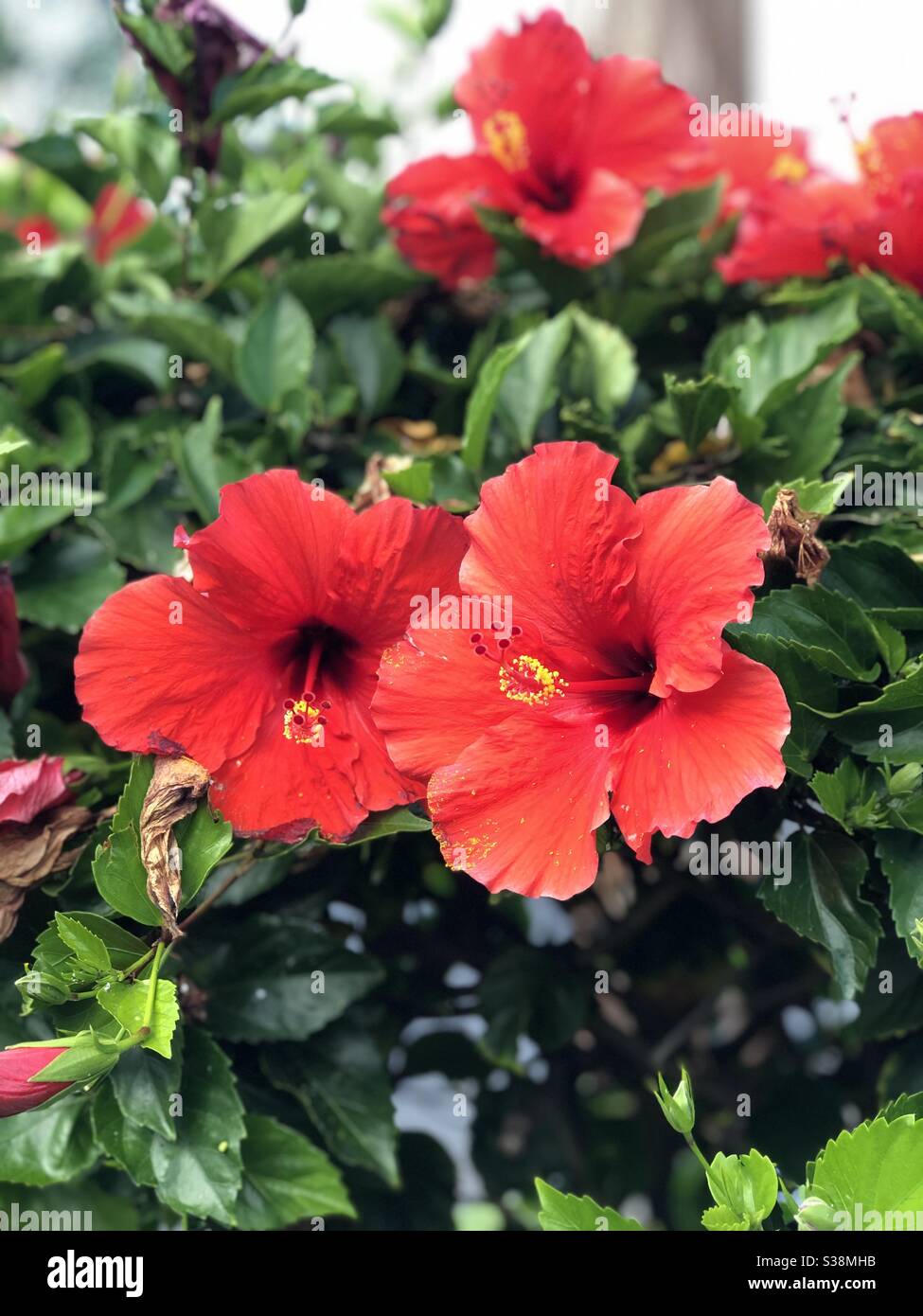 Hawaiian flowers hi-res stock photography and images - Alamy