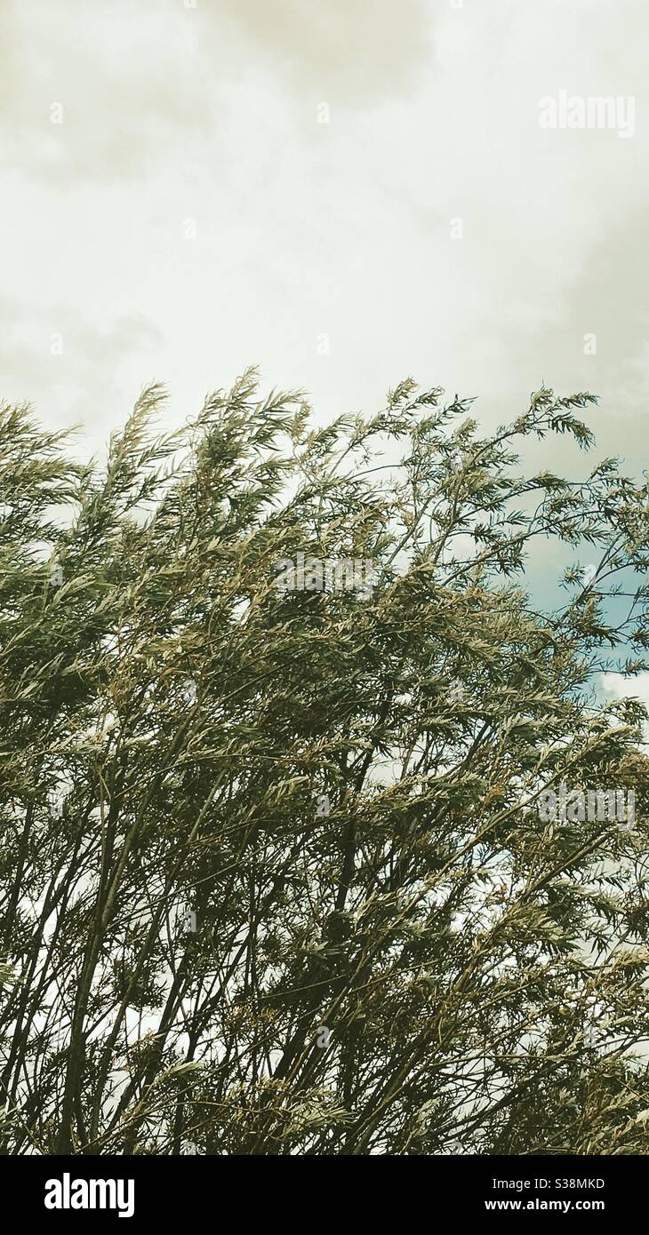 Windy branches hi-res stock photography and images - Alamy