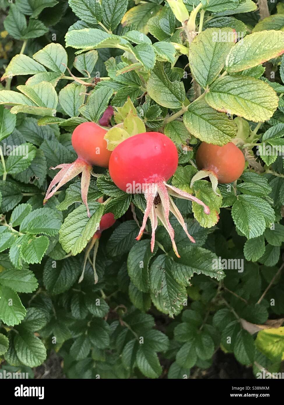 Rosehip fruits growing on a bush Stock Photo - Alamy