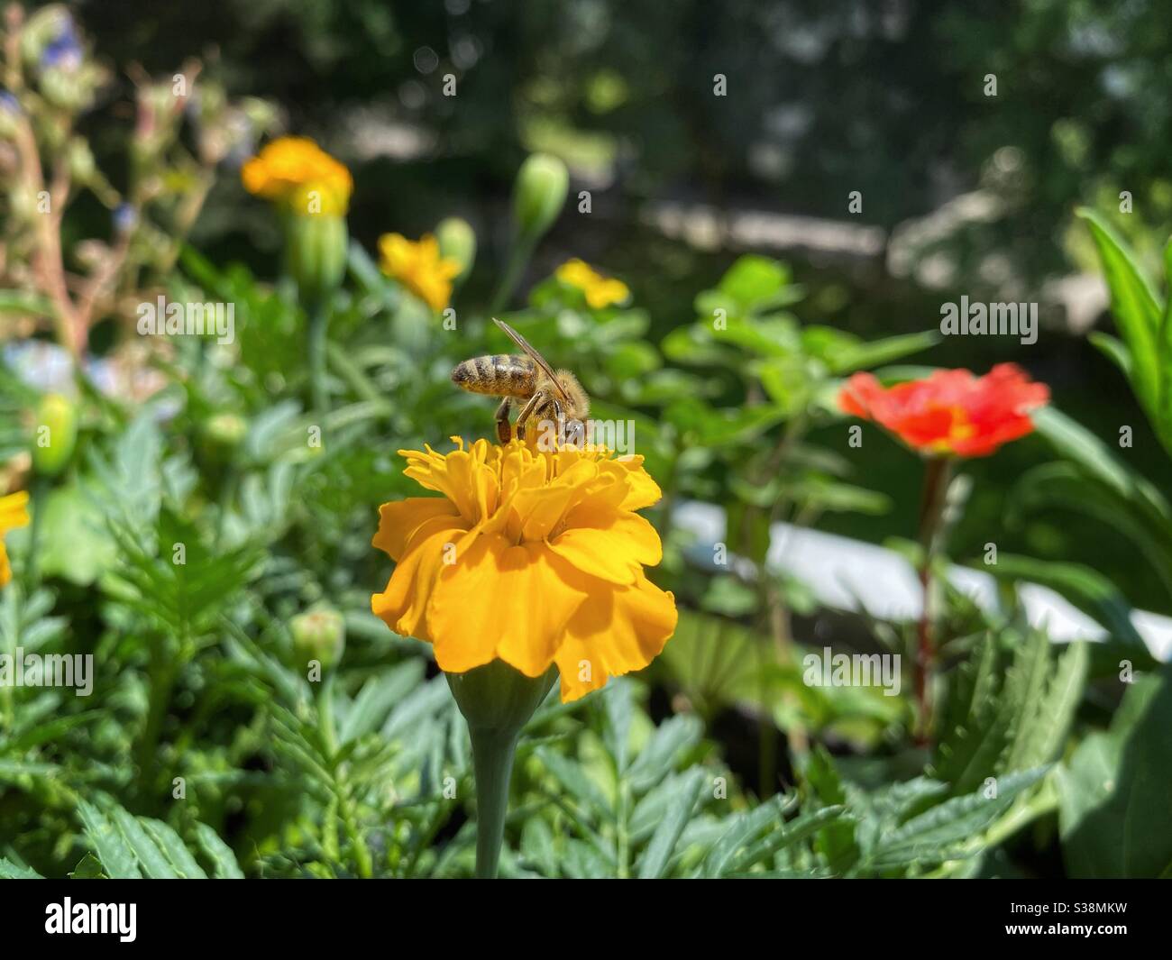 Yellow balcony hi-res stock photography and images - Alamy