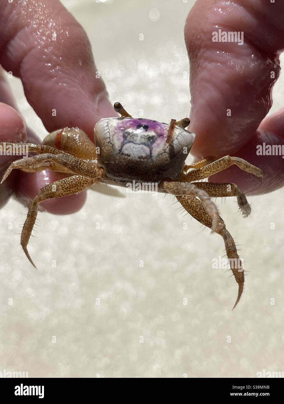 Small beach crab hi-res stock photography and images - Alamy