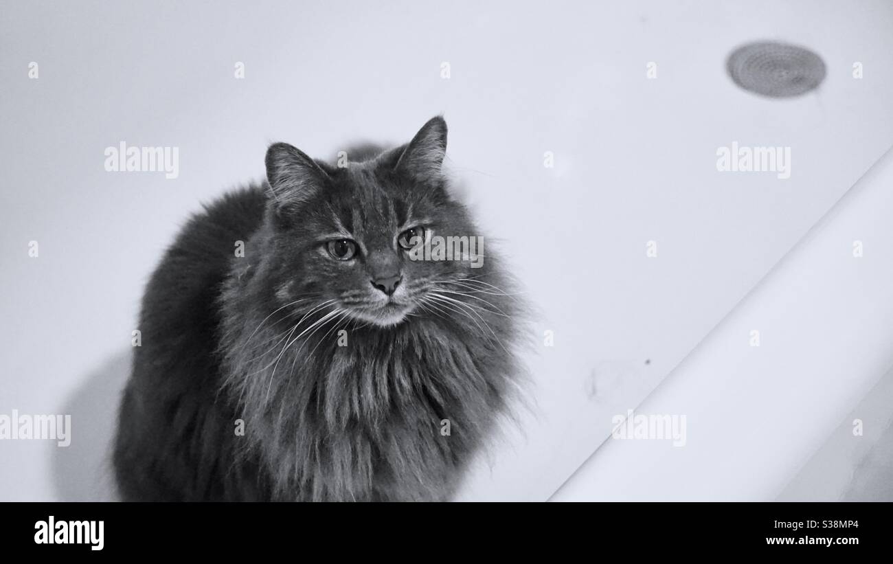 Cat in a drain hi-res stock photography and images - Alamy