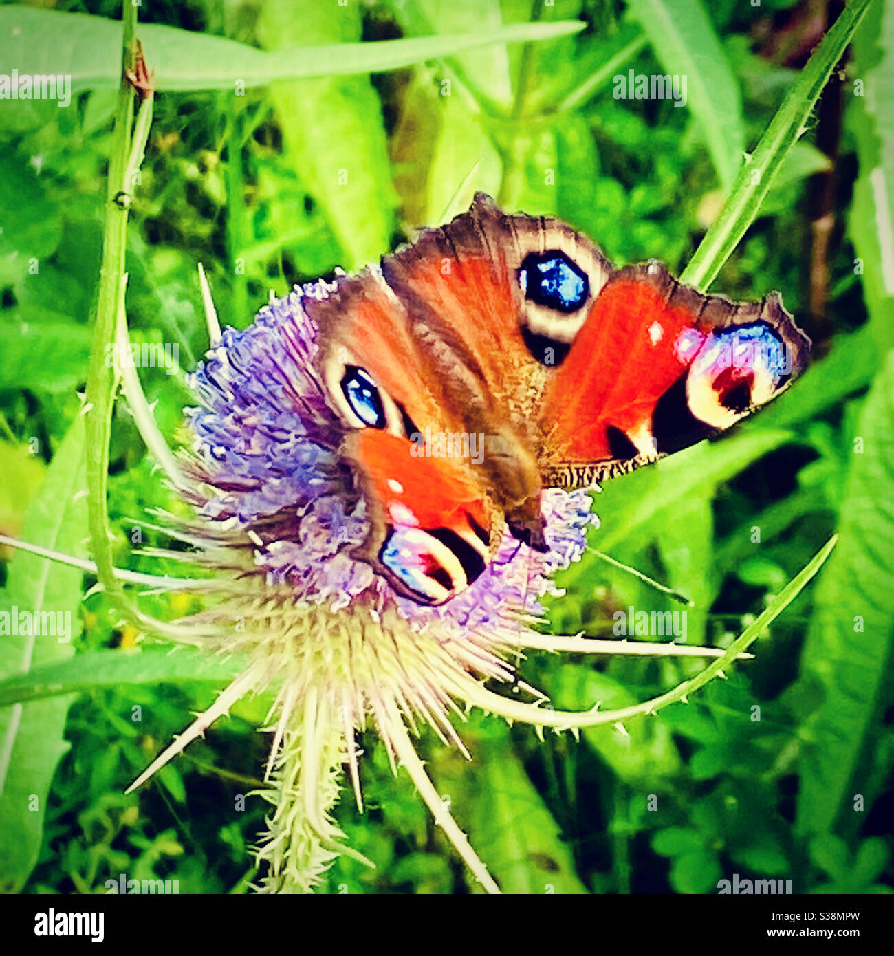 Yorkshire butterfly hi-res stock photography and images - Alamy