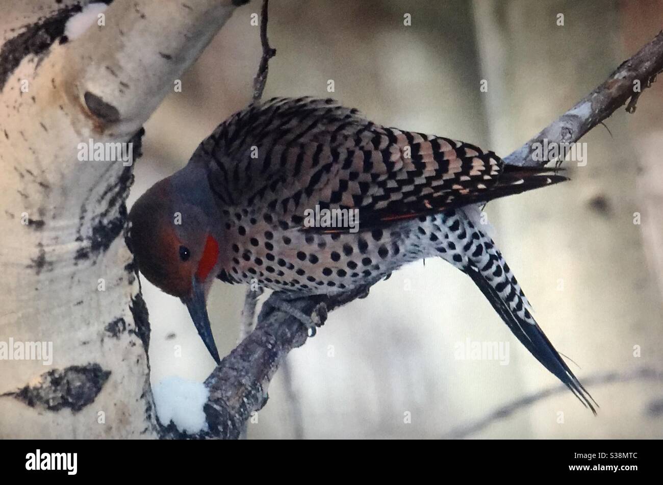 Birds of North America, North American birds, Northern Flicker,Colaptes ...
