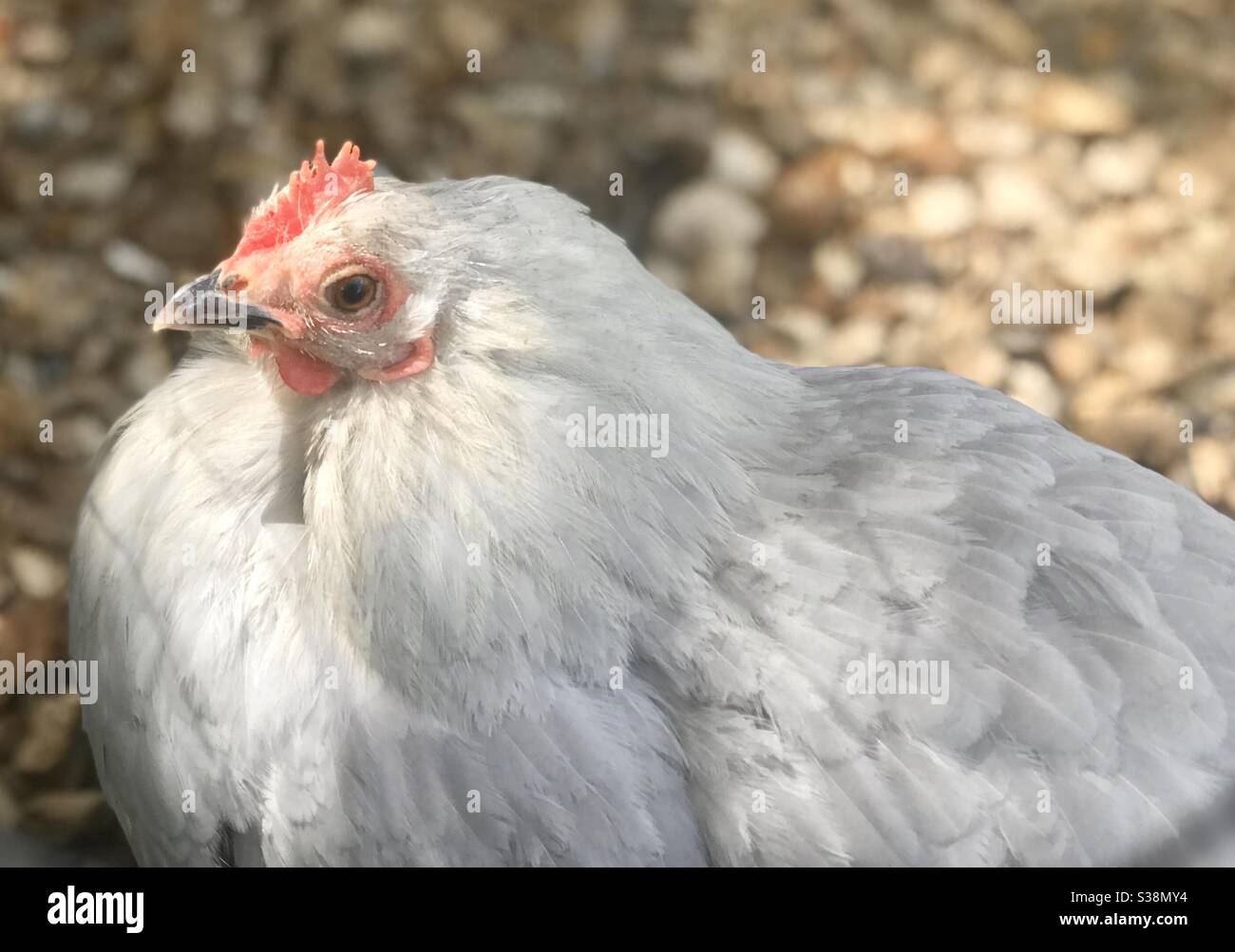 White cochin bantam hi-res stock photography and images - Alamy