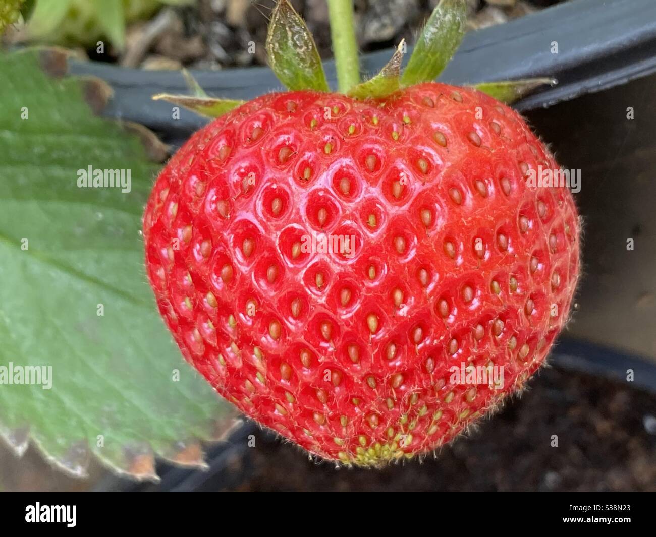 Homegrown strawberry hi-res stock photography and images - Alamy
