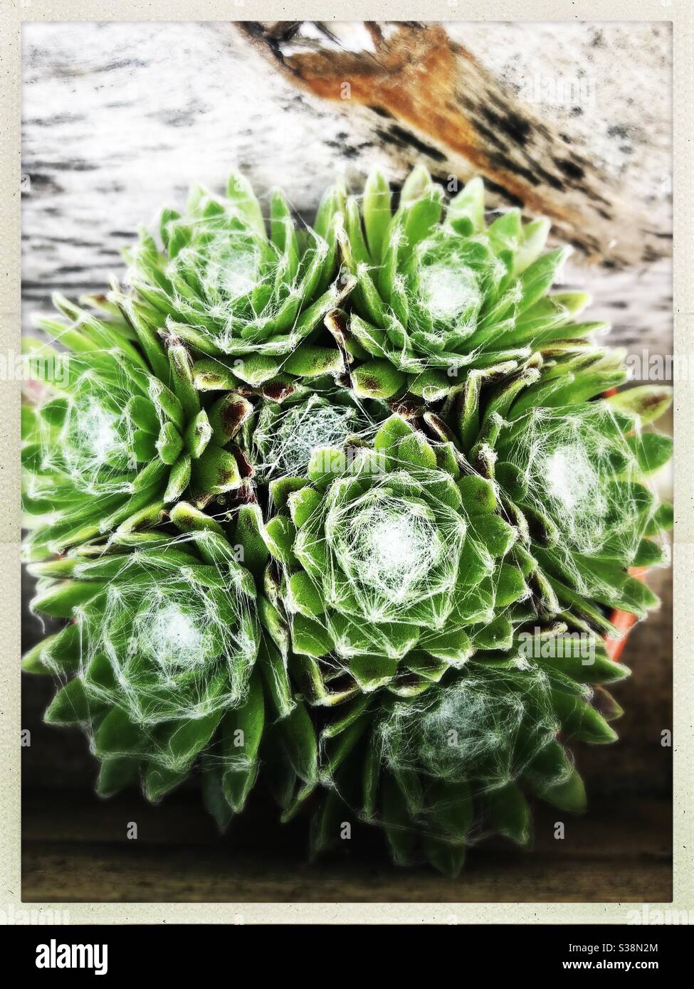 Succulent and spiders webs Stock Photo - Alamy