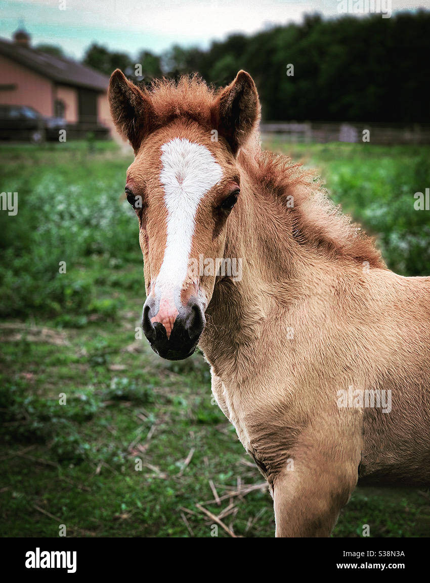 Red dun Icelandic horse filly Stock Photo - Alamy