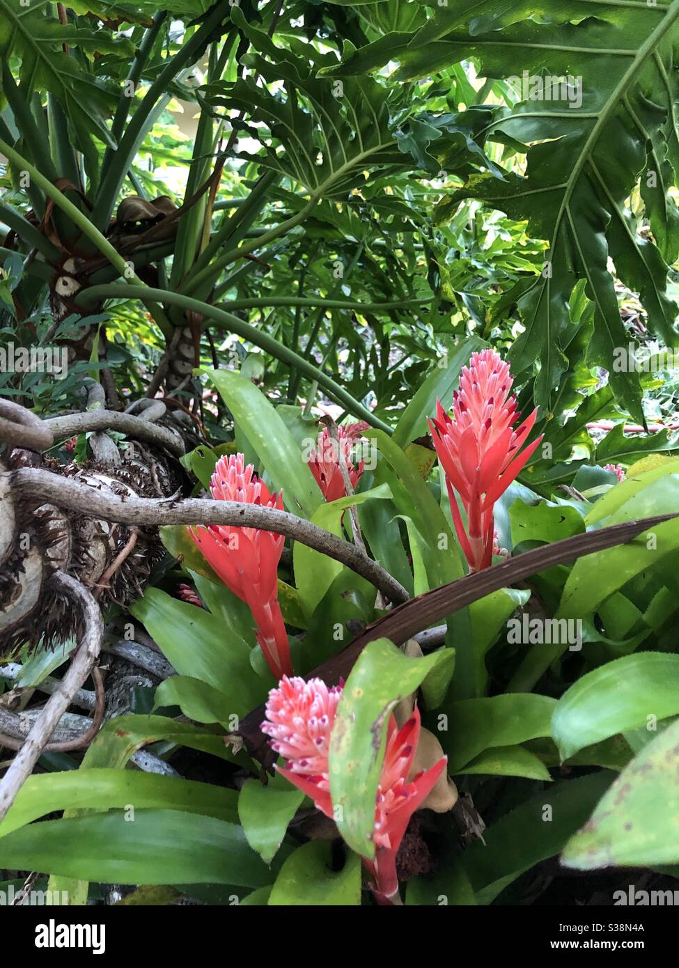 Jungle Flowers High Resolution Stock Photography and Images - Alamy