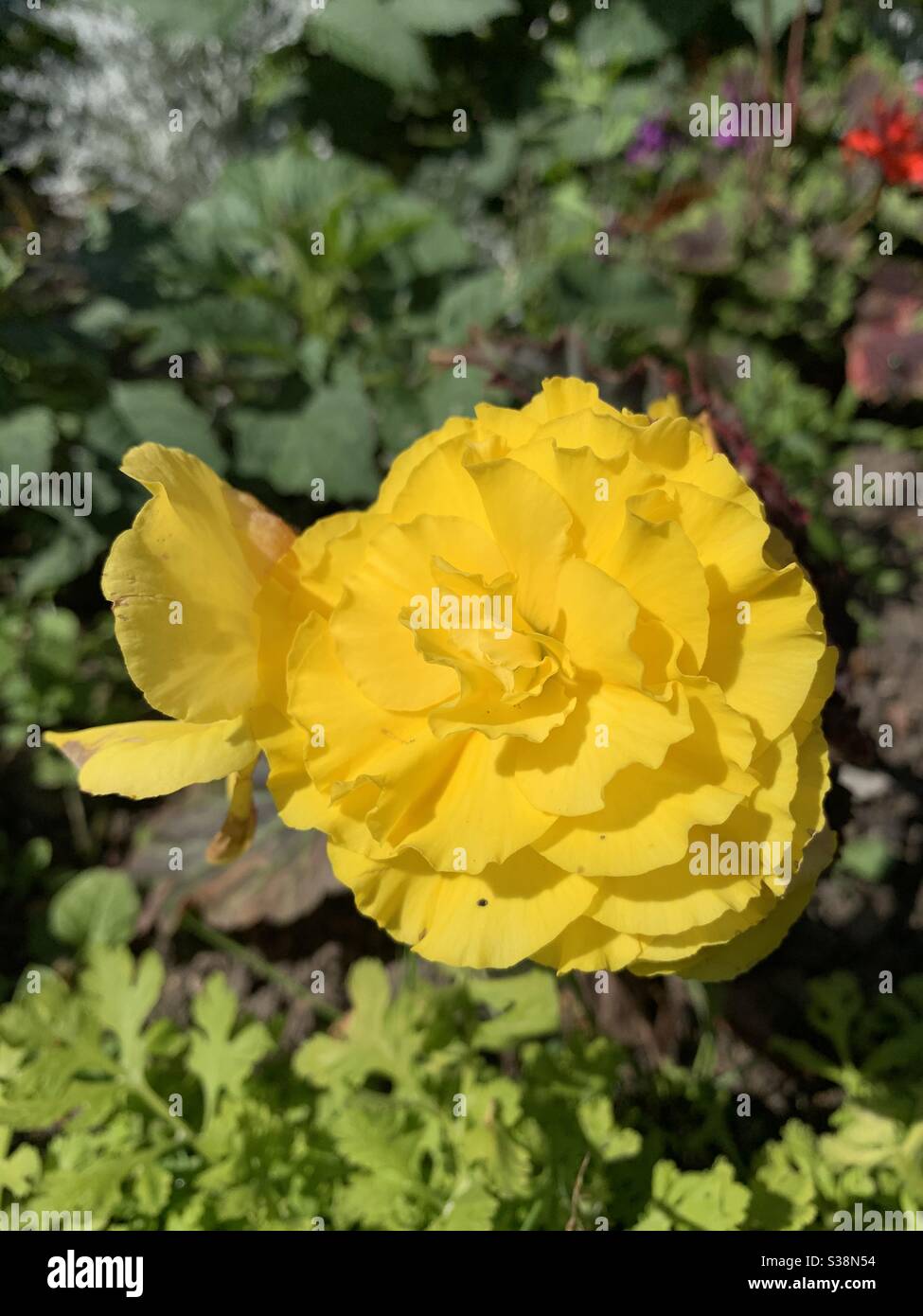 Rlower hi-res stock photography and images - Alamy
