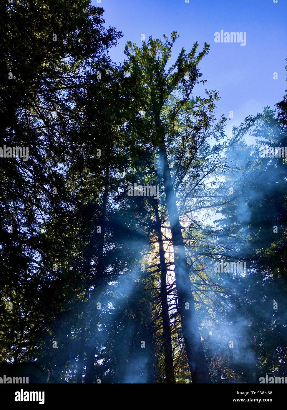 Smoke trees hi-res stock photography and images - Alamy