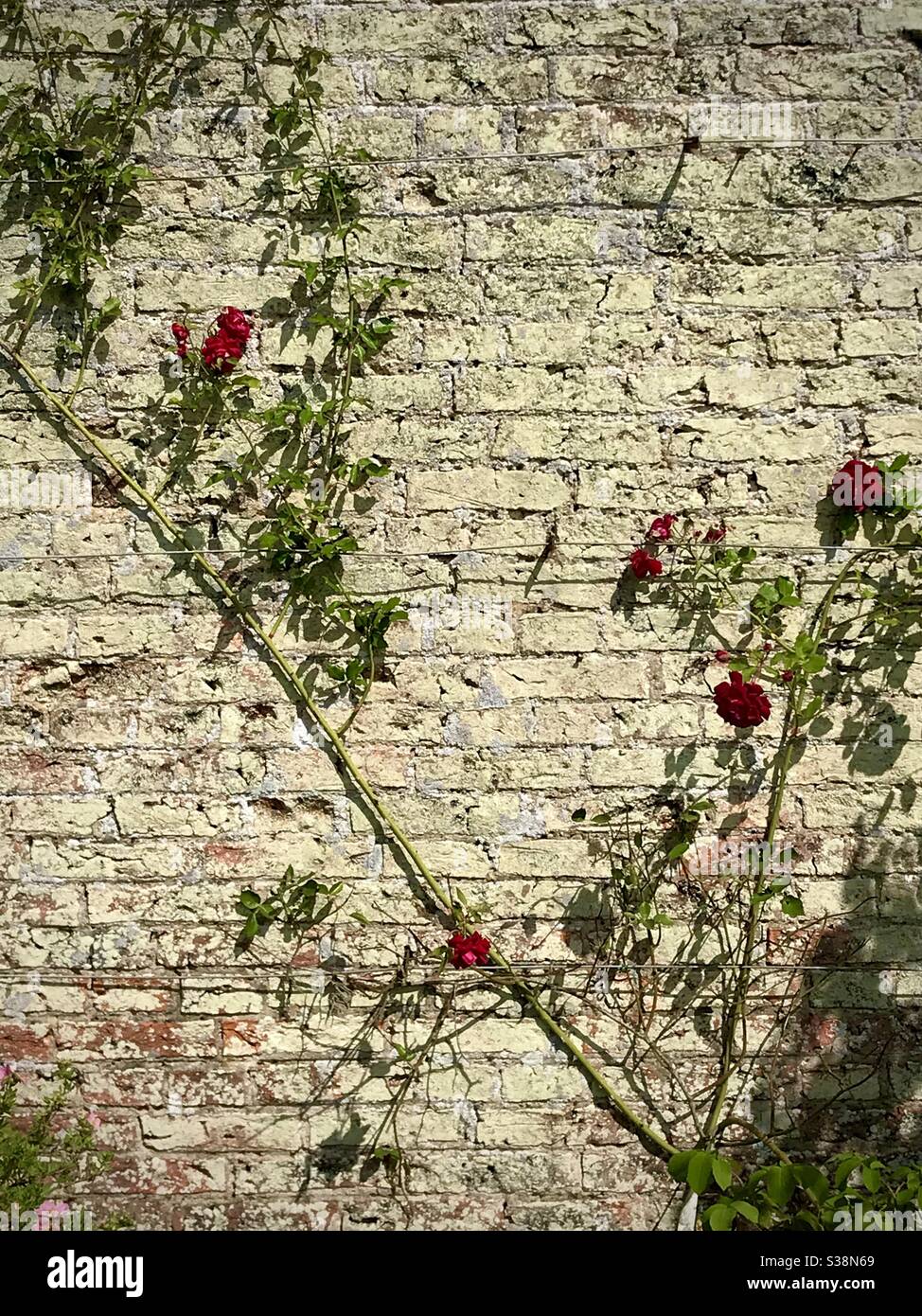 Climbing rose wall hi-res stock photography and images - Alamy