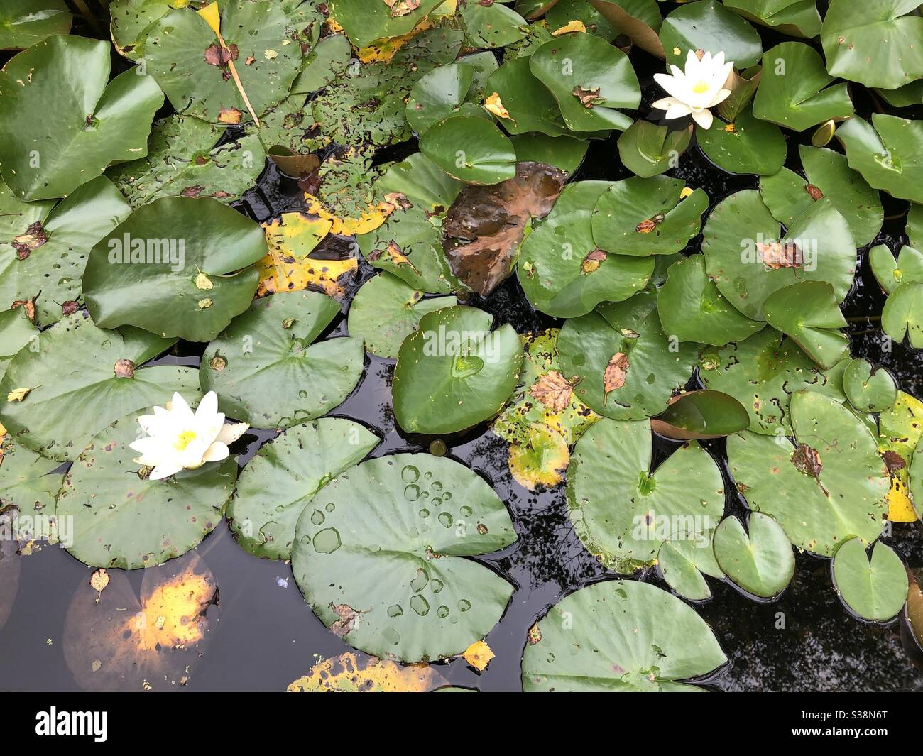Pond lily pads hi-res stock photography and images - Alamy
