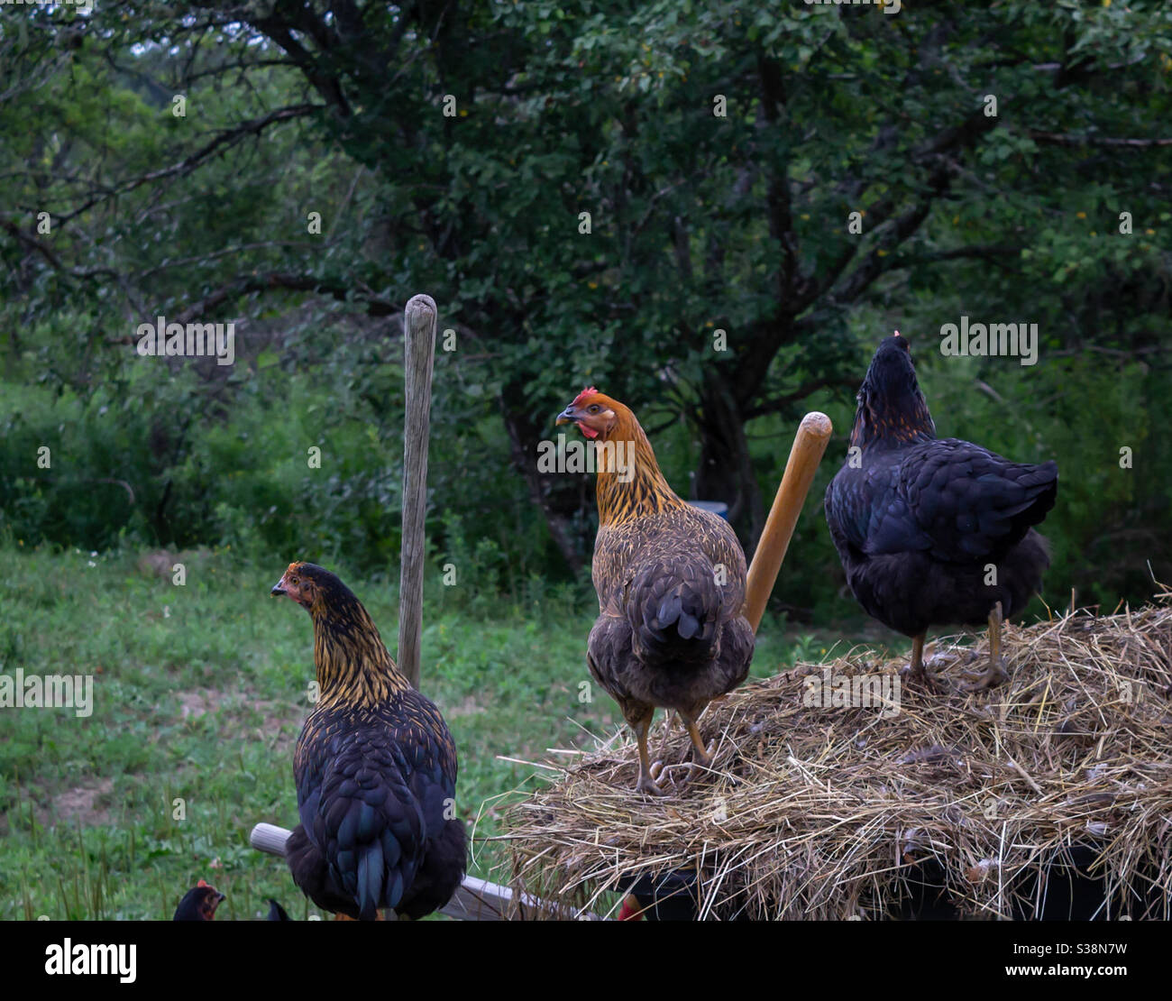 Sitting chickens hi-res stock photography and images - Alamy