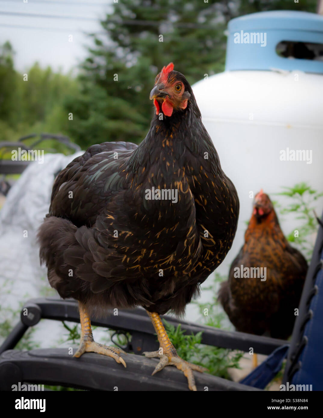 Chicken chair hi-res stock photography and images - Alamy