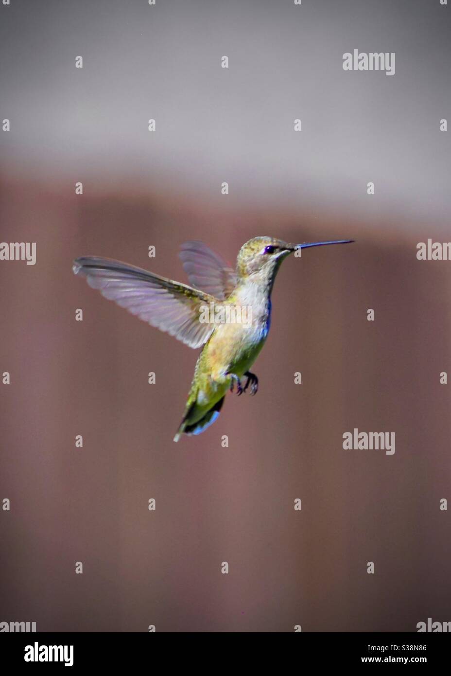 Hummingbird floating high Stock Photo - Alamy