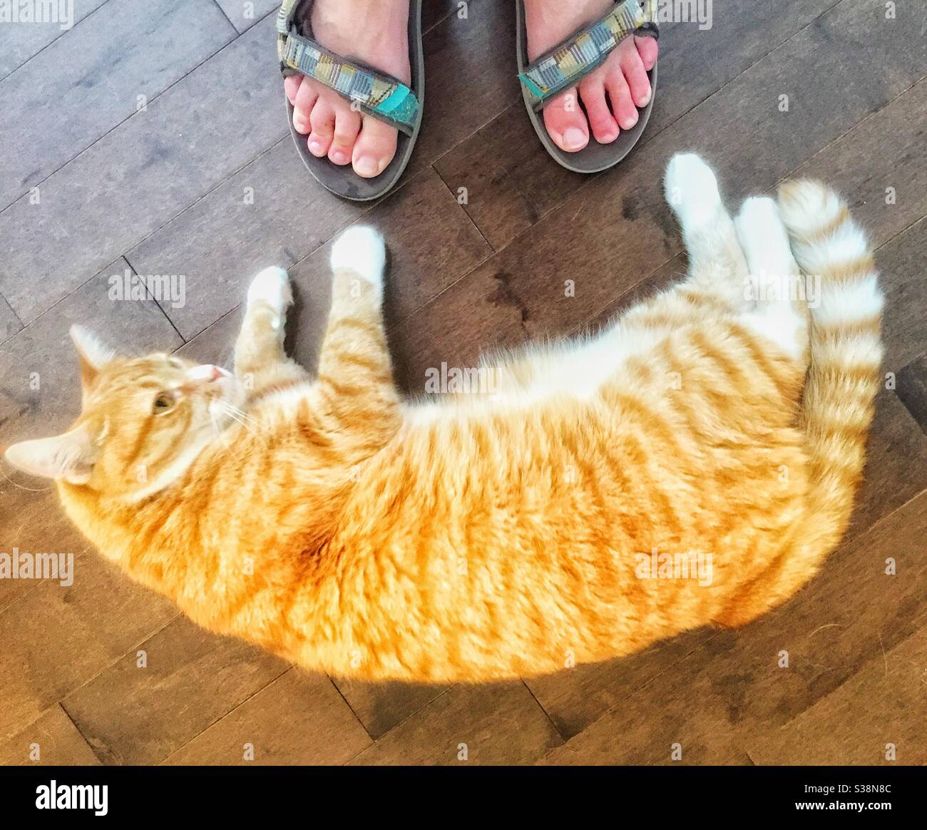 Tabby cat laying down on hi-res stock photography and images - Alamy