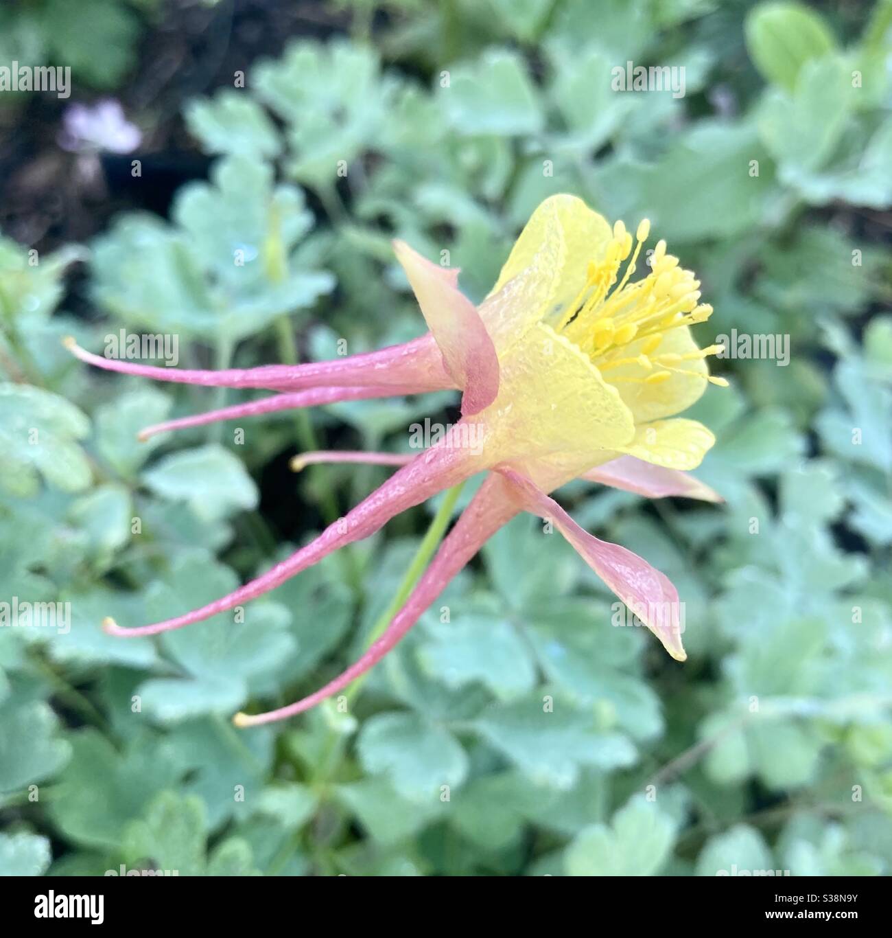 Yellow columbine hi-res stock photography and images - Alamy