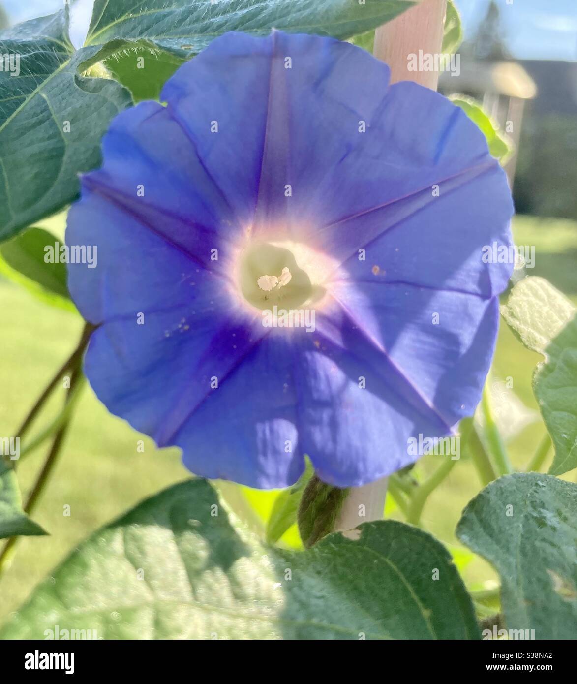 Blue morning glory Stock Photo - Alamy