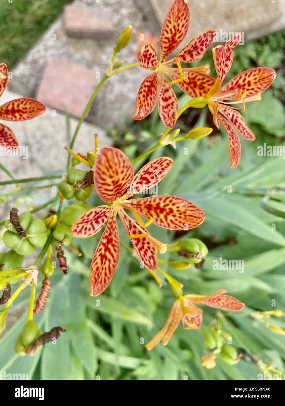 Blackberry lilies hi-res stock photography and images - Alamy