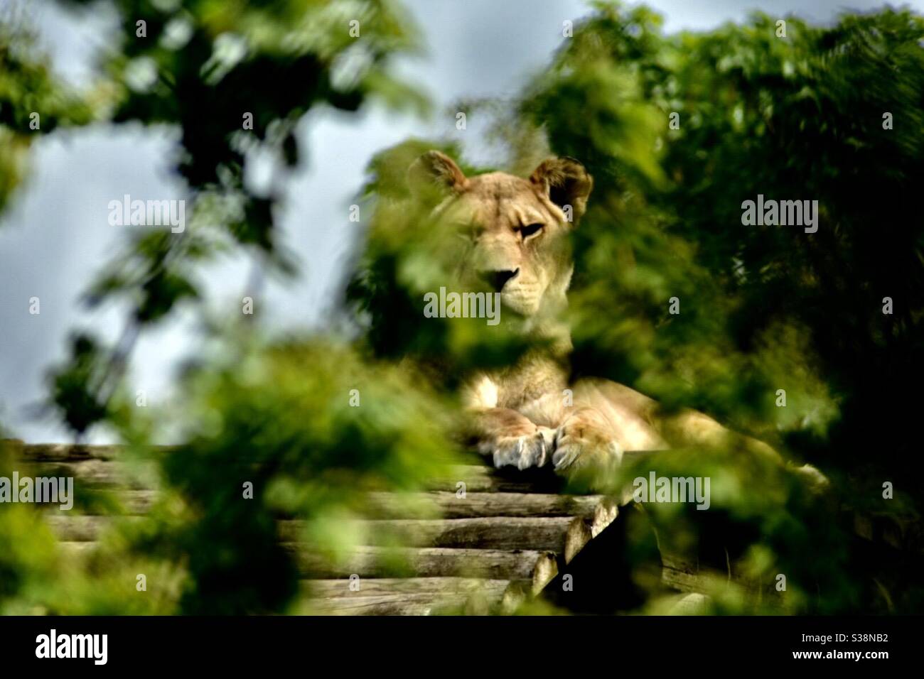 Hidden lion hi-res stock photography and images - Alamy