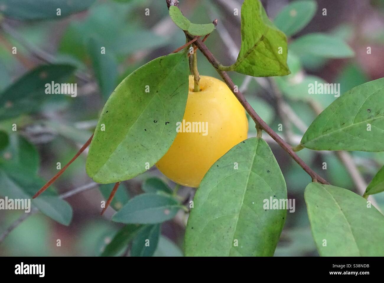 Hog Plum High Resolution Stock Photography and Images - Alamy
