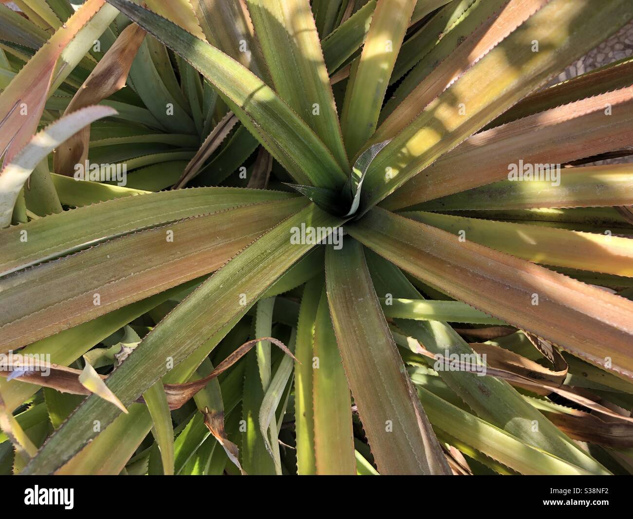 Pineapple tree hi-res stock photography and images - Alamy