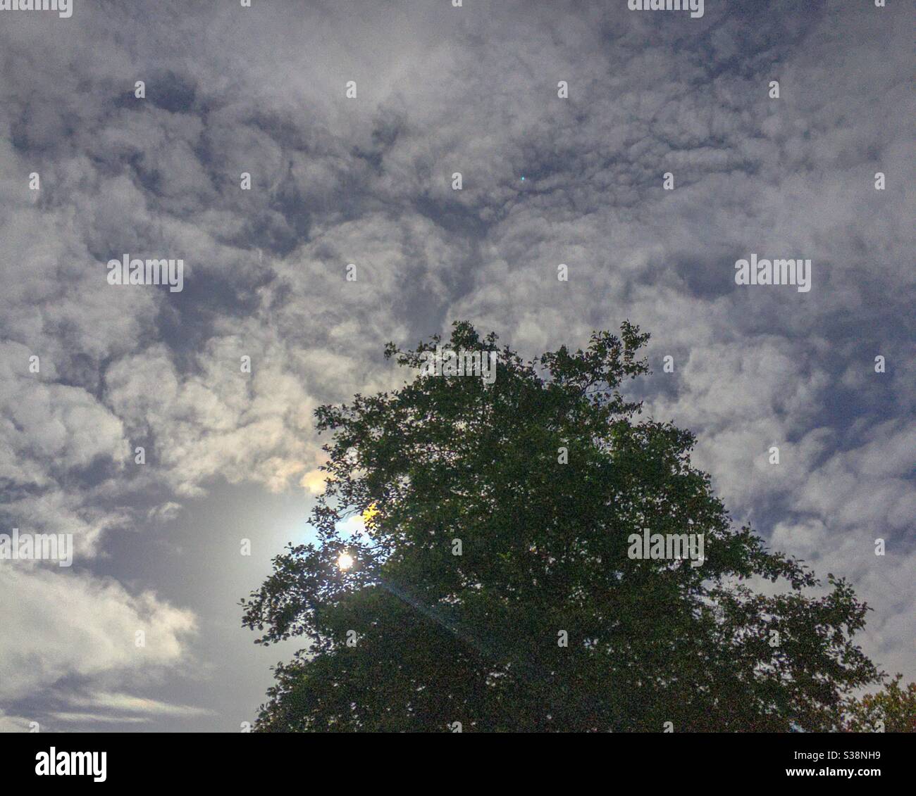 Sky sun and tree Stock Photo - Alamy