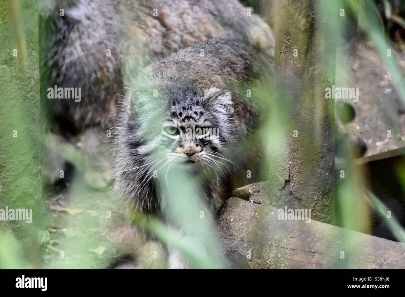 Palas hi-res stock photography and images - Alamy