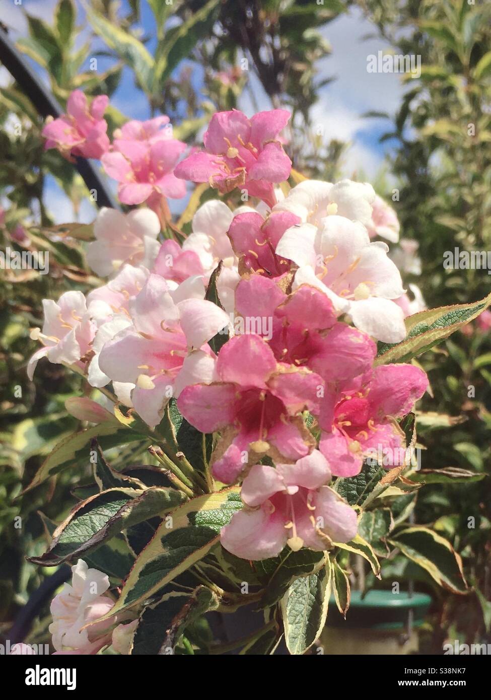 Weigela light pink hi-res stock photography and images - Alamy