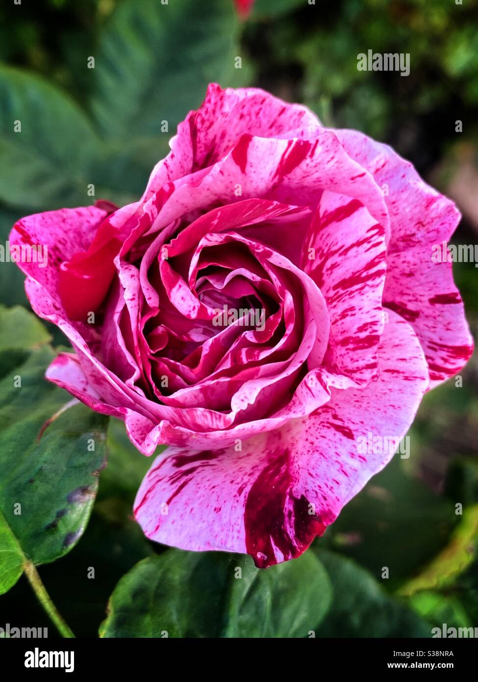 May rose hi-res stock photography and images - Alamy