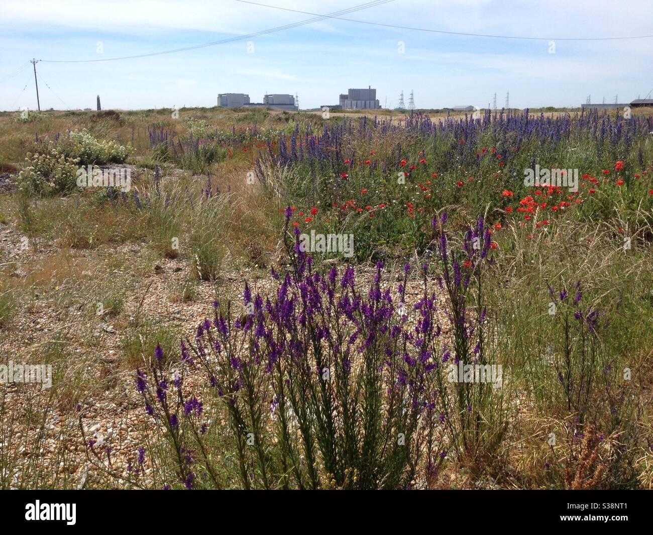 Wildflowers in shingle hi-res stock photography and images - Alamy