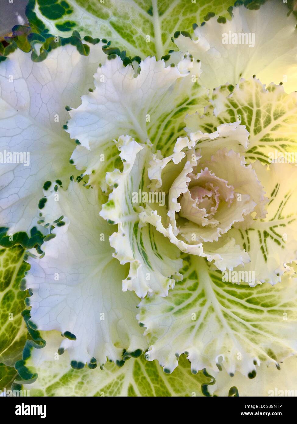 Cabbage flower hi-res stock photography and images - Alamy