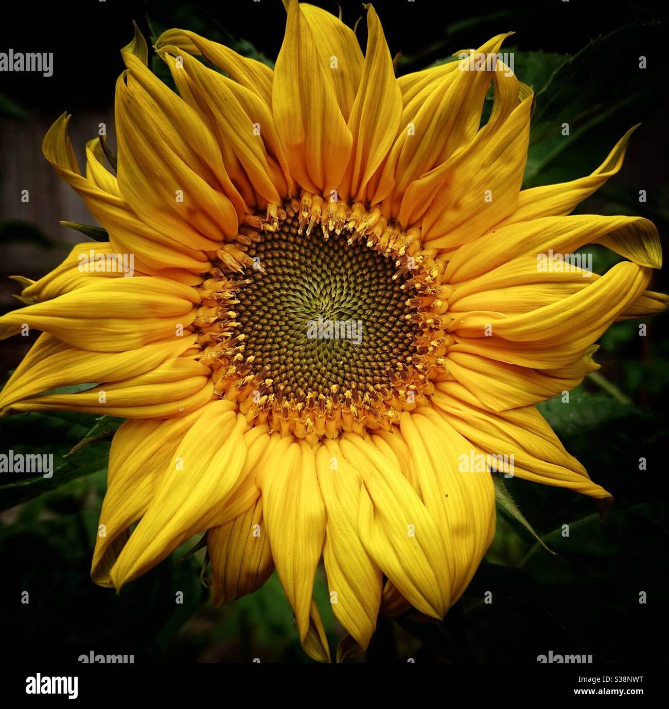 A close up photograph of a sunflower head Stock Photo - Alamy