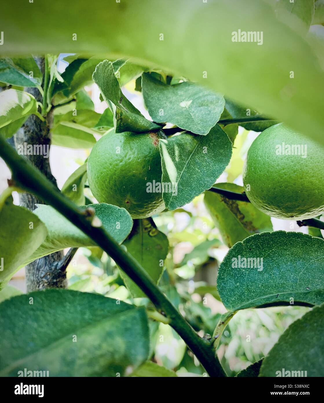 Limes growing on a tree hi-res stock photography and images - Alamy
