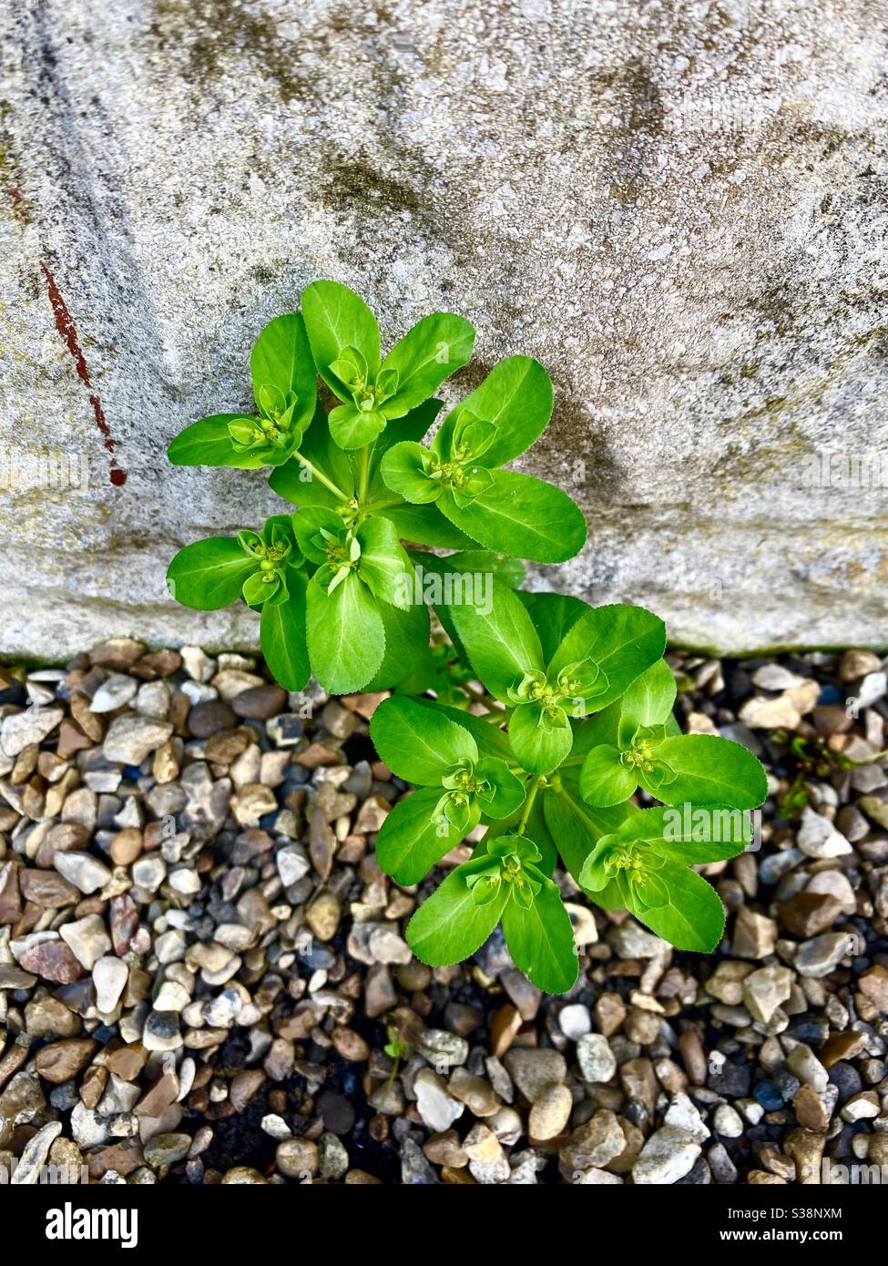 Sun Spurge (Euphorbia Helioscopia) in an urban garden, England, United ...