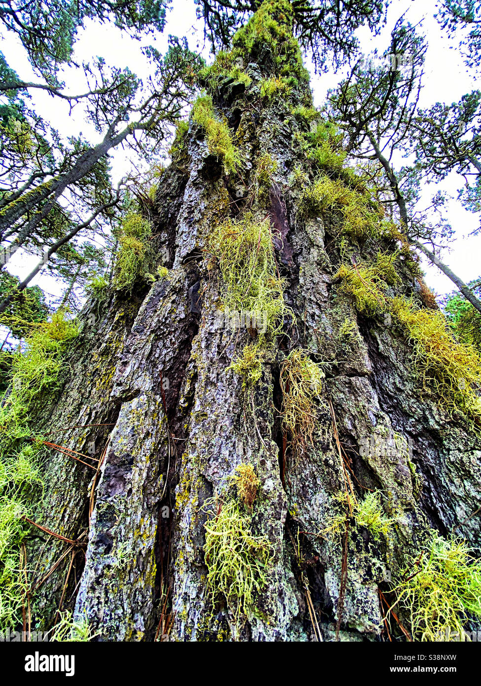 Lichens growing on the trunk of a Monterey pine tree Stock Photo - Alamy