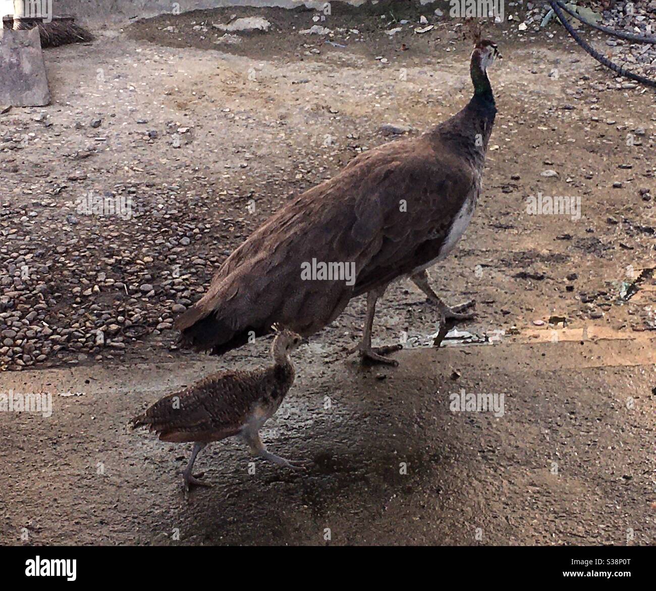 Peachick hi-res stock photography and images - Alamy