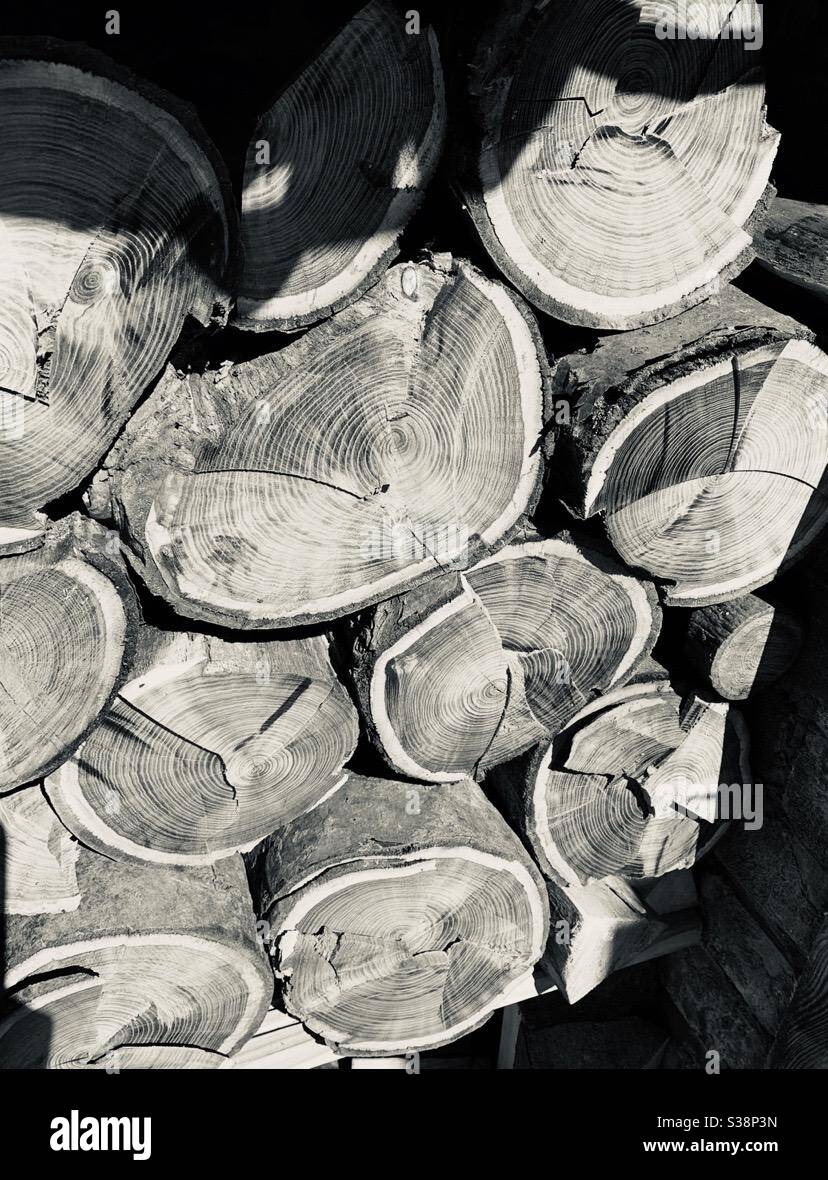 Tree logs hi-res stock photography and images - Alamy