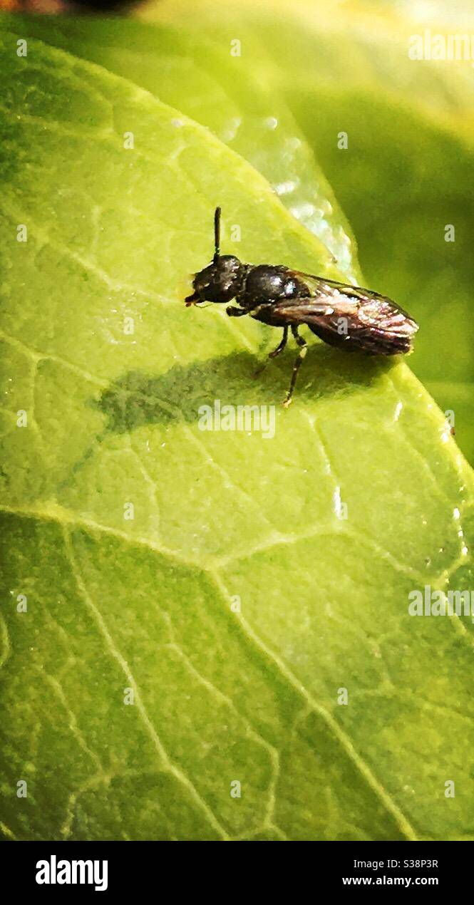 Black insect hi-res stock photography and images - Alamy