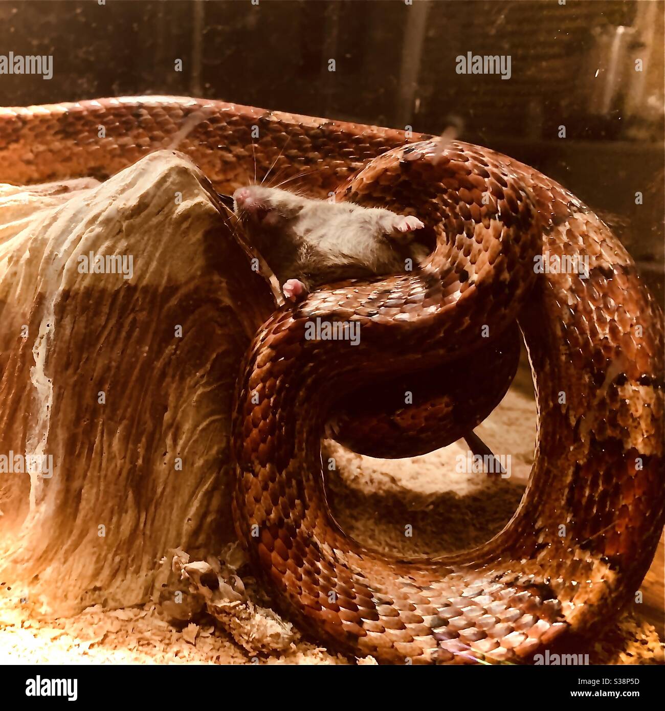 Snakes meal hi-res stock photography and images - Alamy