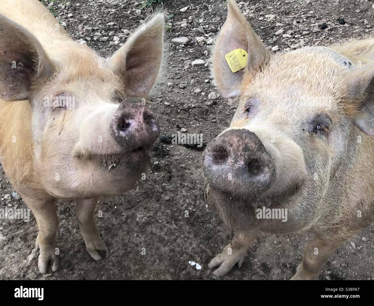 Two Little Pigs High Resolution Stock Photography and Images - Alamy