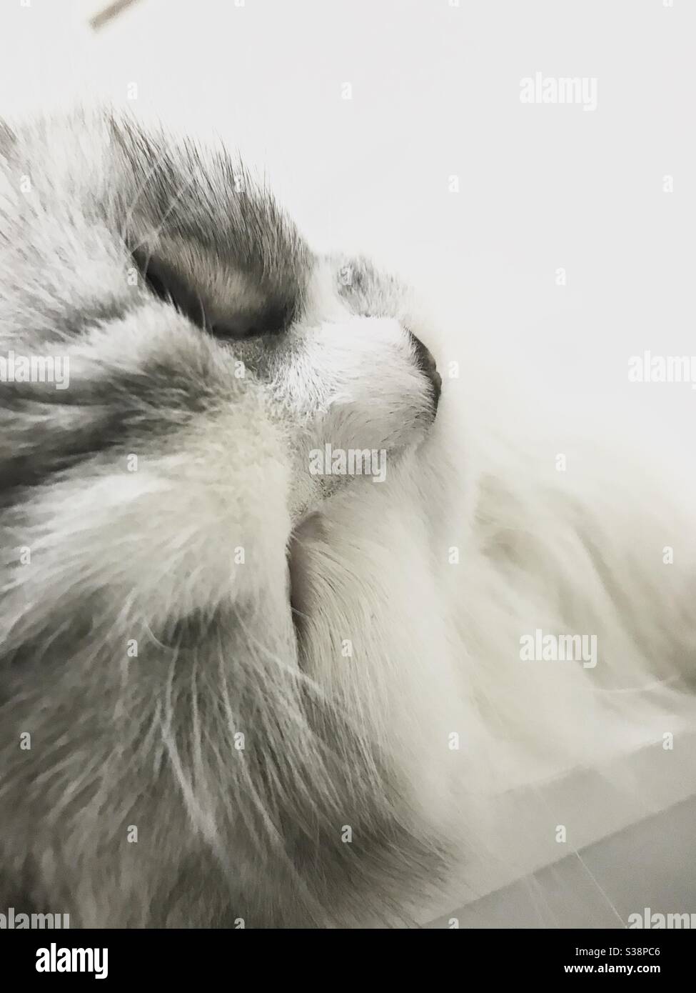 Bobby the cat hi-res stock photography and images - Alamy